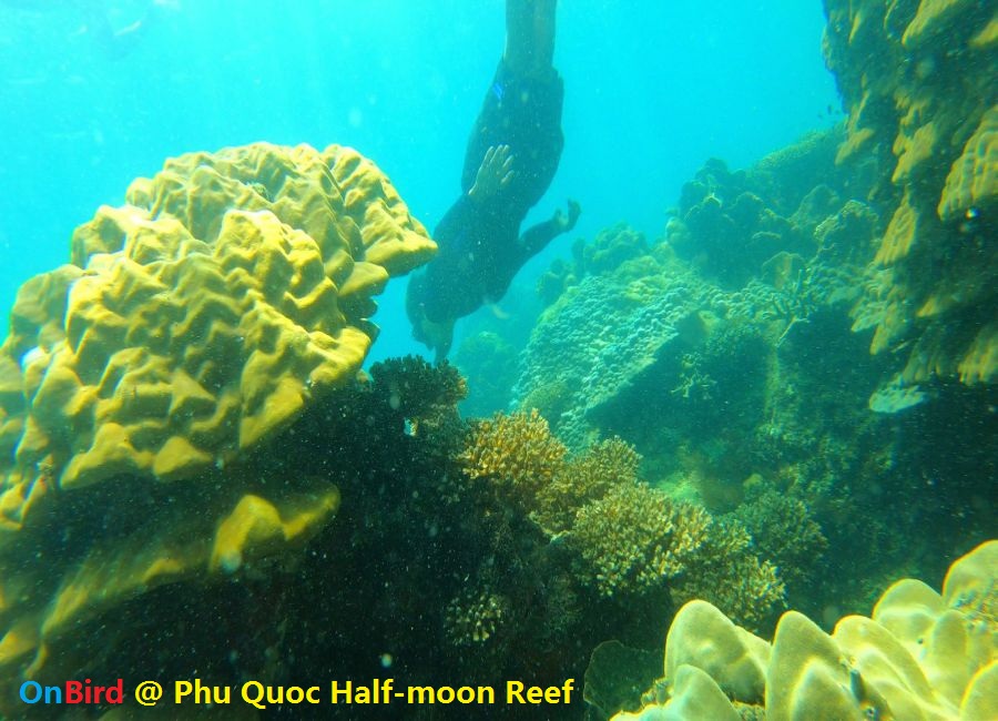 Phu Quoc Half-moon Reef - Top Scuba Diving and Free Snorkeling site ...