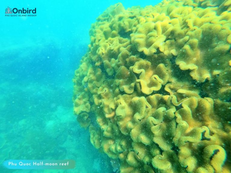 PHU QUOC HALF-MOON REEF - TOP DIVING & SNORKELING SITE IN PHU QUOC ...