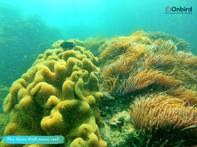 PRIVATE SNORKELING TRIP TO HALF-MOON REEF & CORAL MOUNTAIN IN PHU QUOC ...