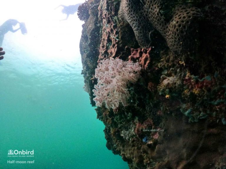 Carnation Coral - Cauliflower Soft Coral (Nephtheidae) - Phu Quoc Coral ...