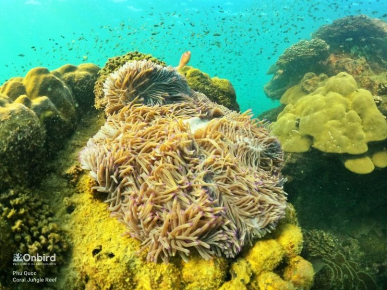 [SMALL-GROUP] SOFT-ADVENTURE SNORKELING to explore CORAL JUNGLE REEF ...