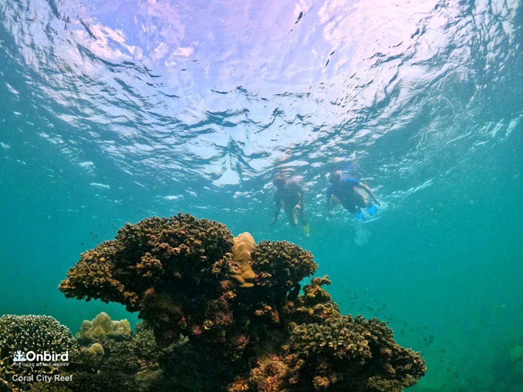 [PRIVATE] EXPLORE OLD PHU QUOC & CORAL JUNGLE REEF - BEACH DINNER ...
