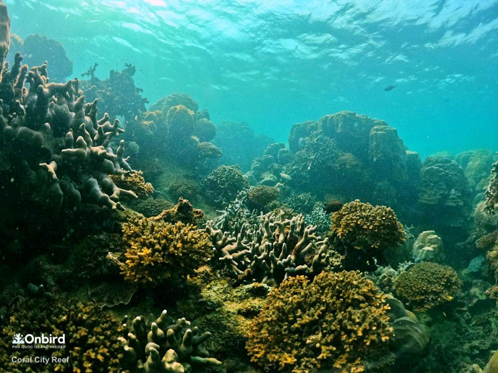 [PRIVATE] EXPLORE OLD PHU QUOC & CORAL JUNGLE REEF - BEACH DINNER ...