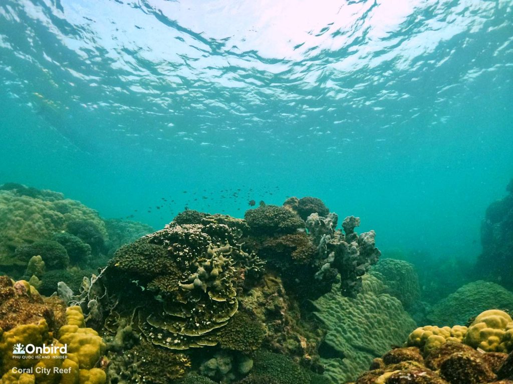 [PRIVATE] EXPLORE OLD PHU QUOC & CORAL JUNGLE REEF - BEACH DINNER ...