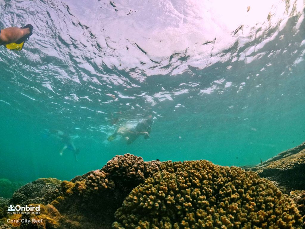 [PRIVATE] EXPLORE OLD PHU QUOC & CORAL JUNGLE REEF - BEACH DINNER ...