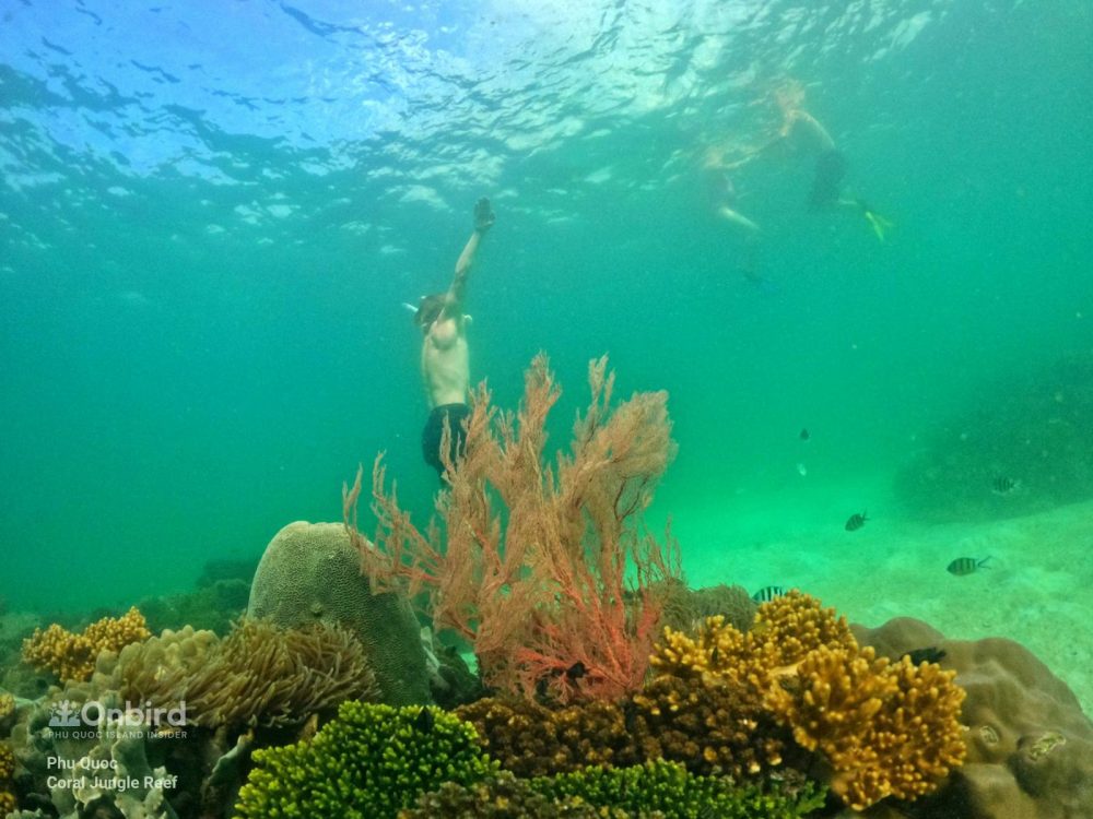 [SMALL-GROUP] SOFT-ADVENTURE SNORKELING to explore CORAL JUNGLE REEF ...