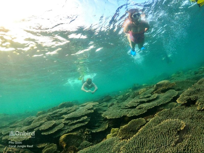 [SMALL-GROUP] SOFT-ADVENTURE SNORKELING to explore CORAL JUNGLE REEF ...