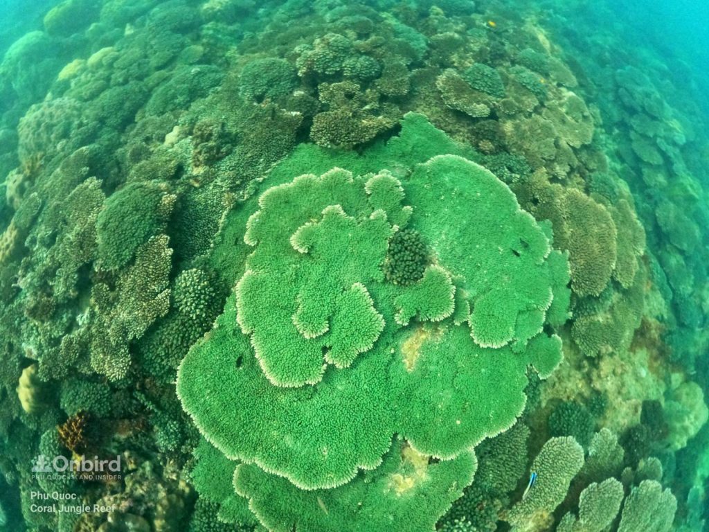 [SMALL-GROUP] SOFT-ADVENTURE SNORKELING to explore CORAL JUNGLE REEF ...