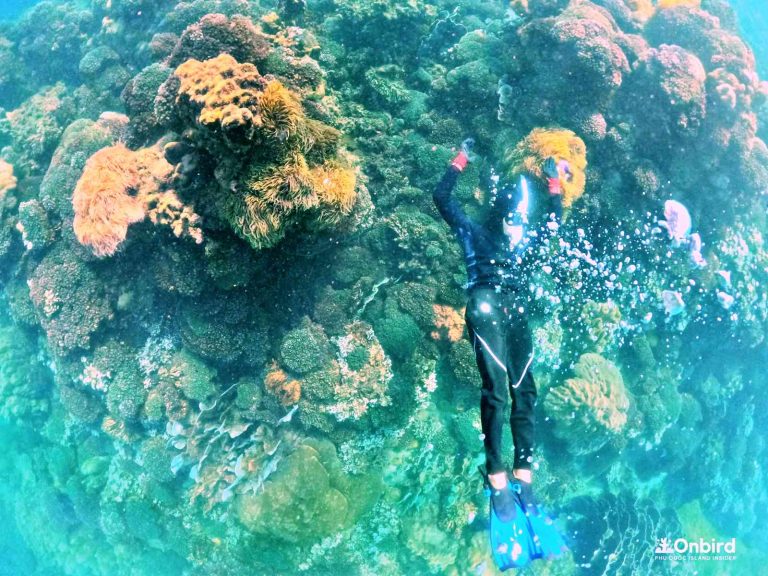 [SMALL-GROUP] SOFT-ADVENTURE SNORKELING to explore CORAL JUNGLE REEF ...