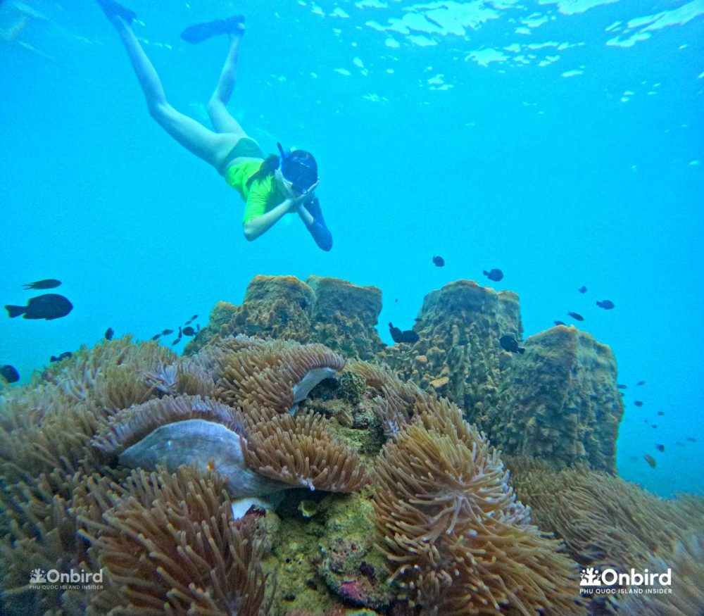 PRIVATE SNORKELING TRIP TO HALF-MOON REEF & CORAL MOUNTAIN IN PHU QUOC ...